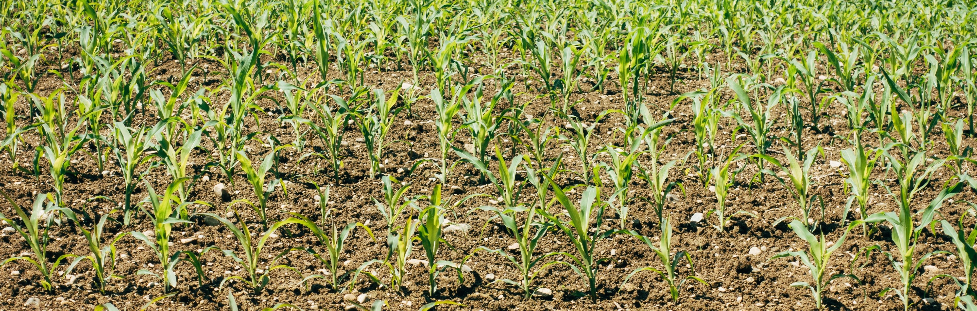 Green Hydrogen in Fertilizer Manufacturing